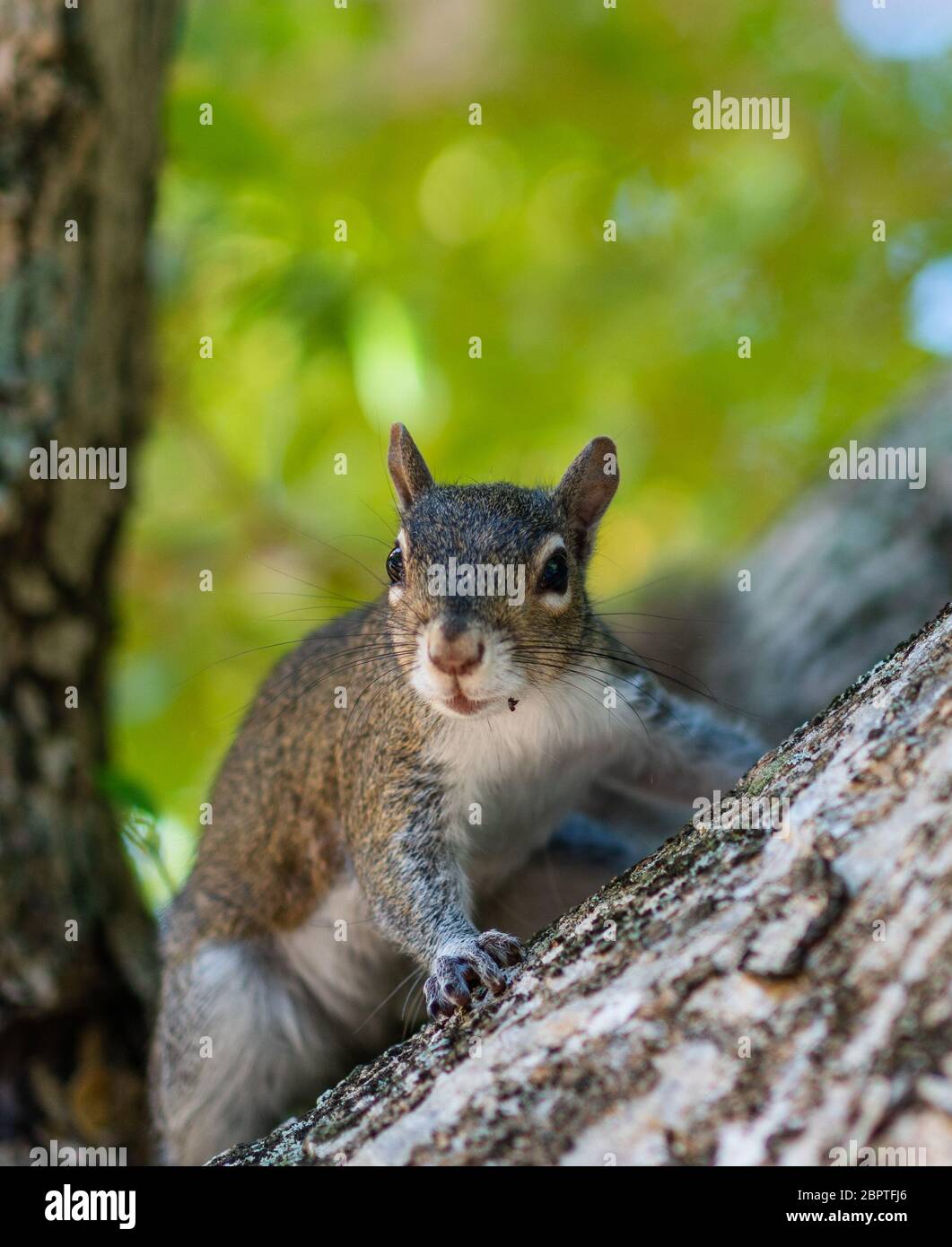 Fur squirrel texture hi-res stock photography and images - Alamy