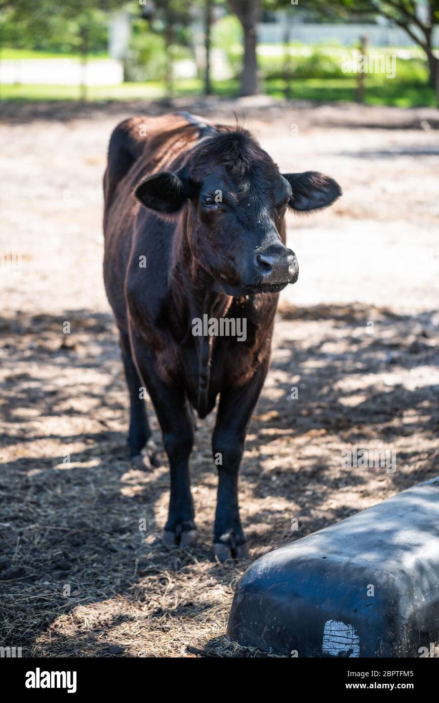 Bull eating hay hi-res stock photography and images - Alamy