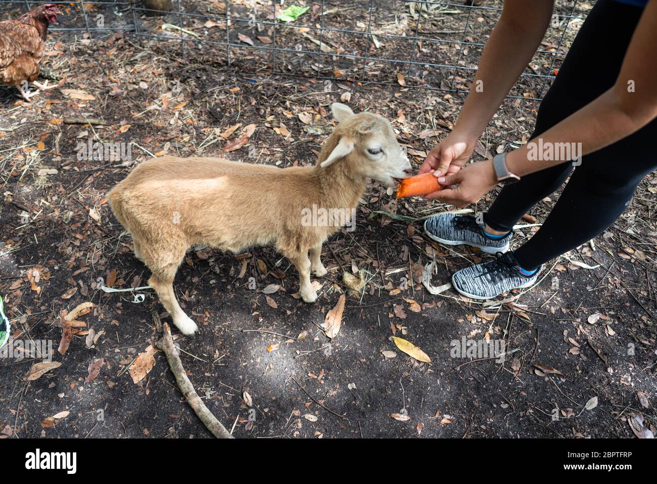 Hand feeding goat hi-res stock photography and images - Alamy