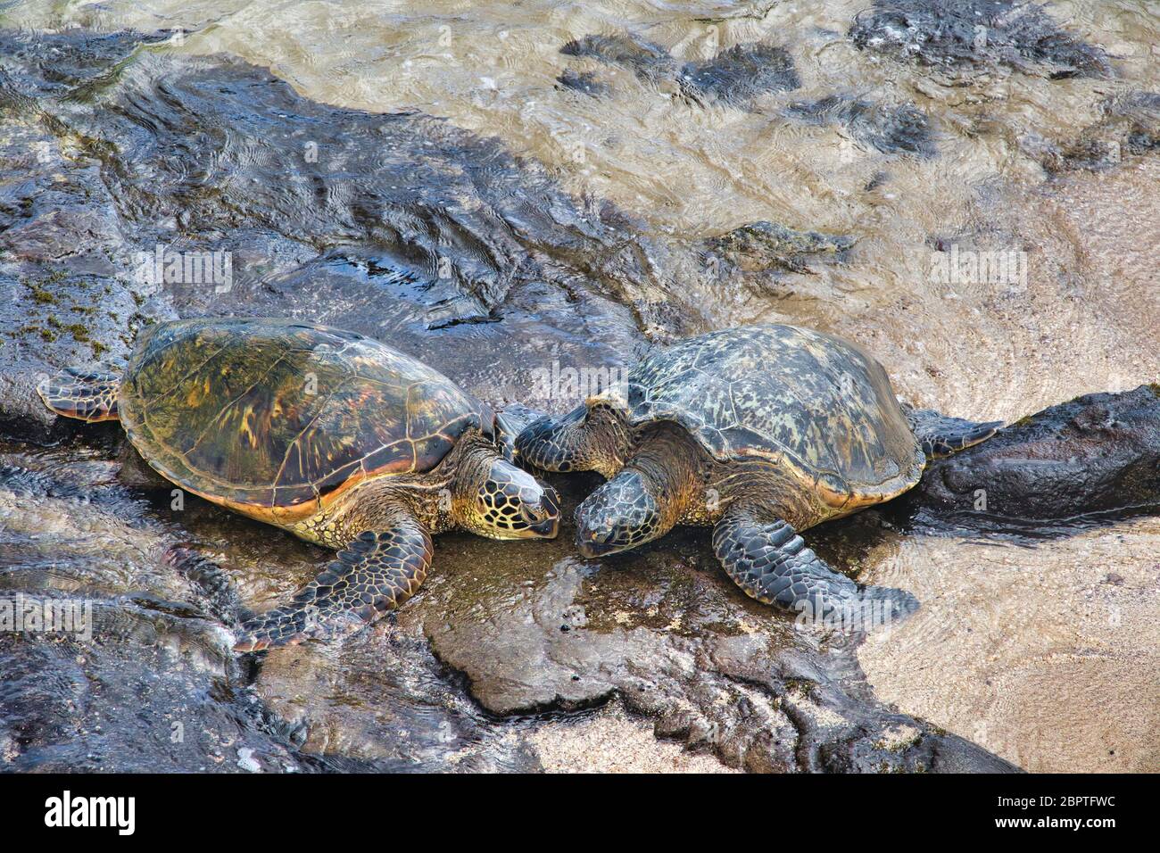 Two green sea turtles lounging together on the beach Stock Photo - Alamy