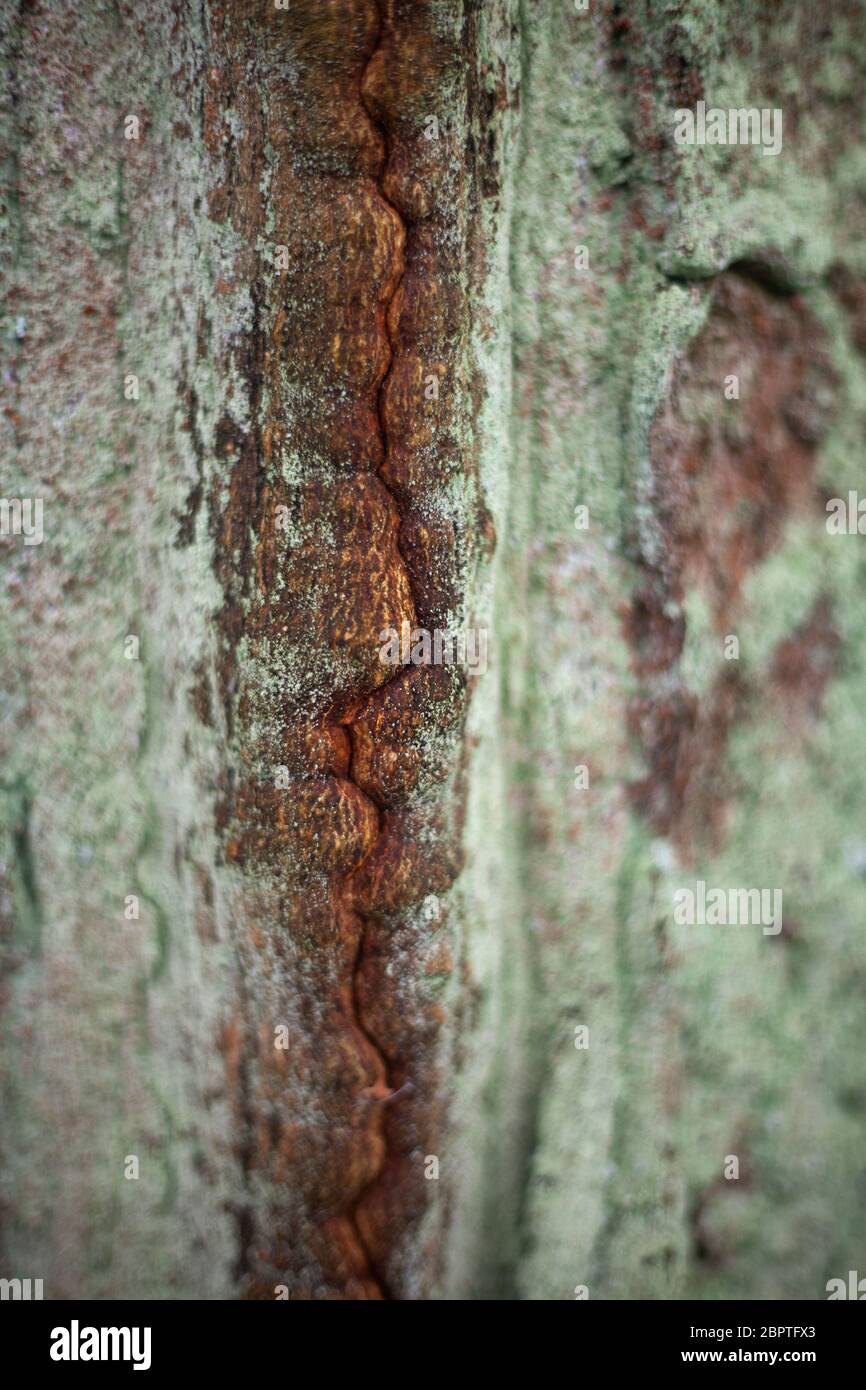 Tree bark in natural light. The surface of the rough bark. Background ...