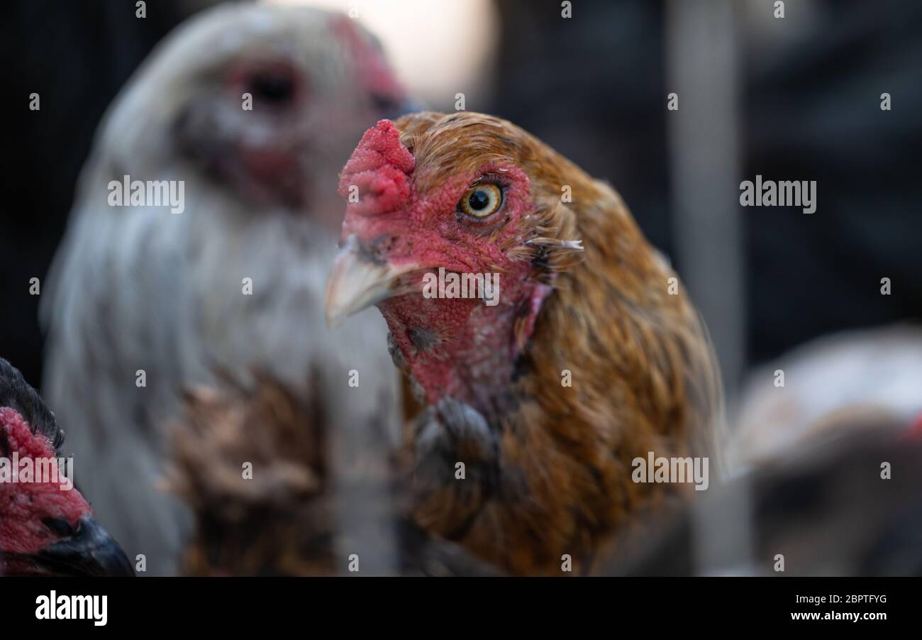 Chicken looking at you Stock Photo - Alamy