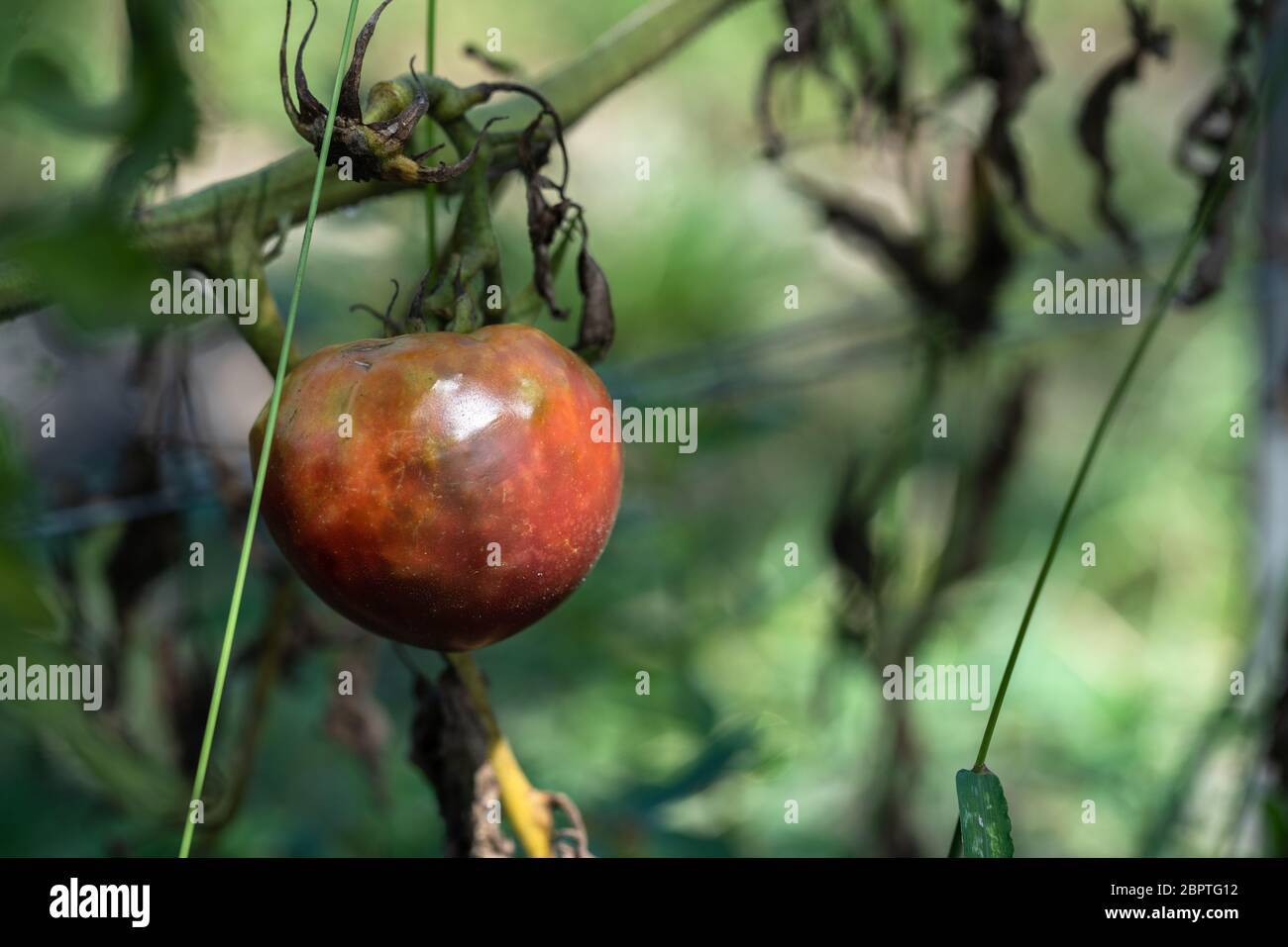 Red tomato tree hi-res stock photography and images - Alamy