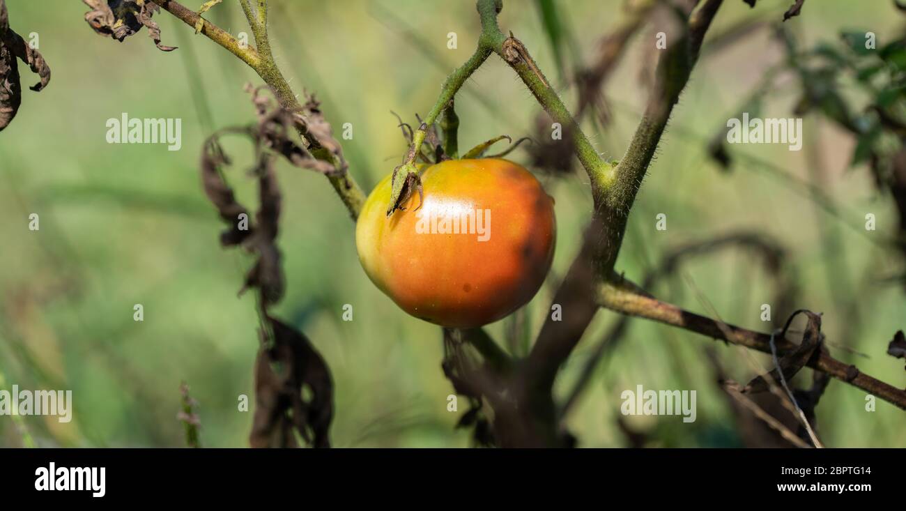Small green tomato bunch hi-res stock photography and images - Alamy