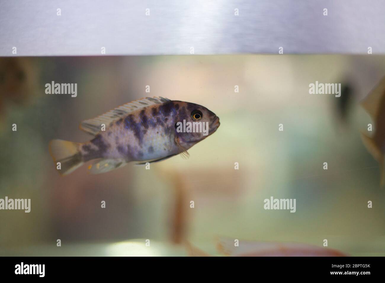 Aquarium with fish. Exotic inhabitants of the sea. Calm observation of ...