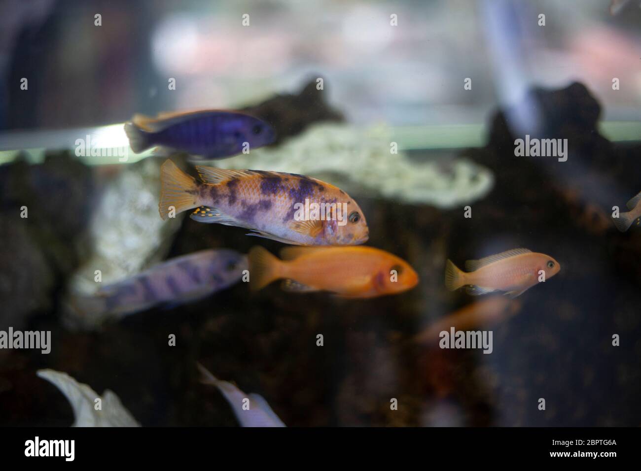 Aquarium with fish. Exotic inhabitants of the sea. Calm observation of ...