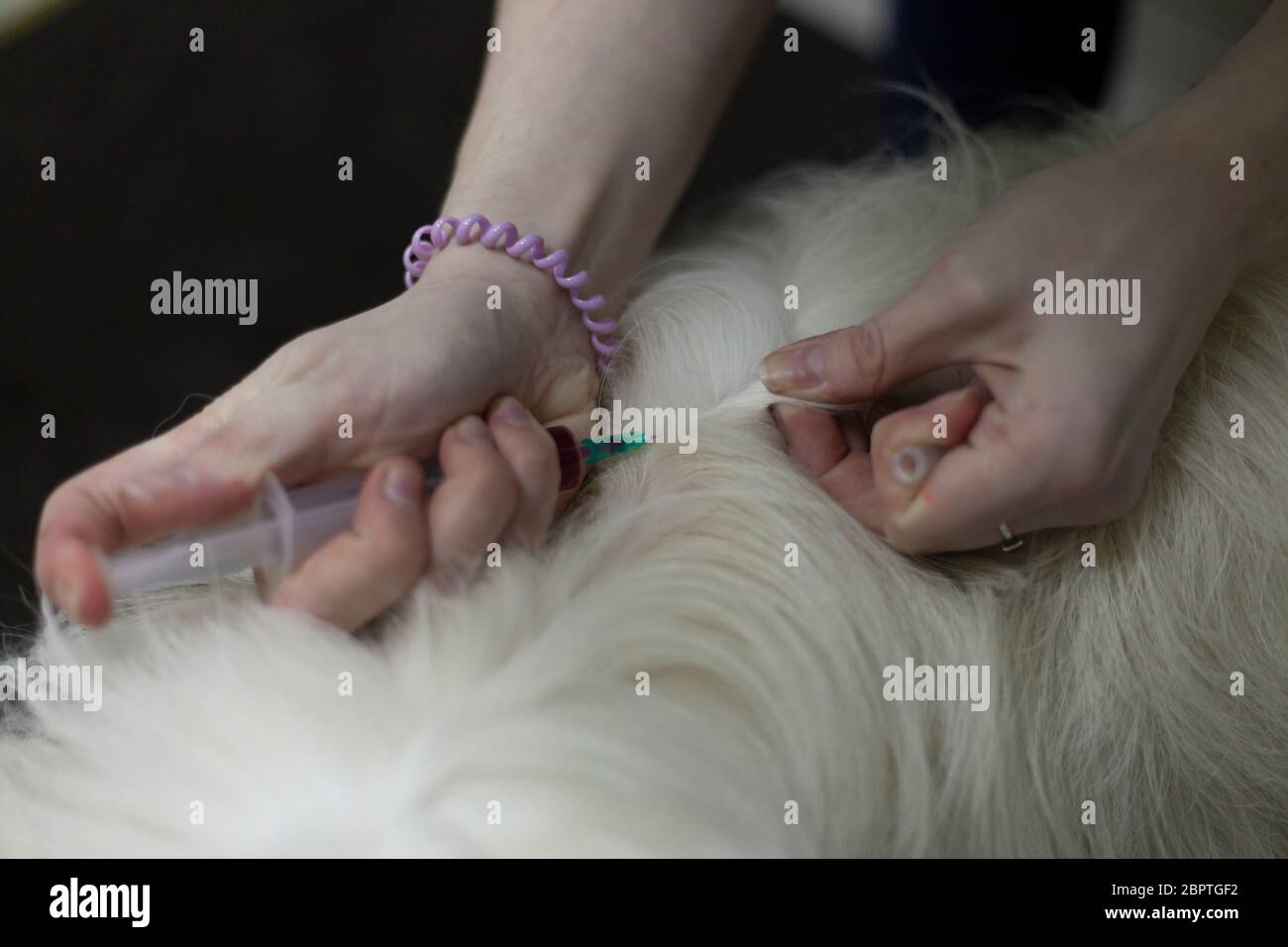 Veterinarian makes an injection to a dog in a clinic. A syringe with ...