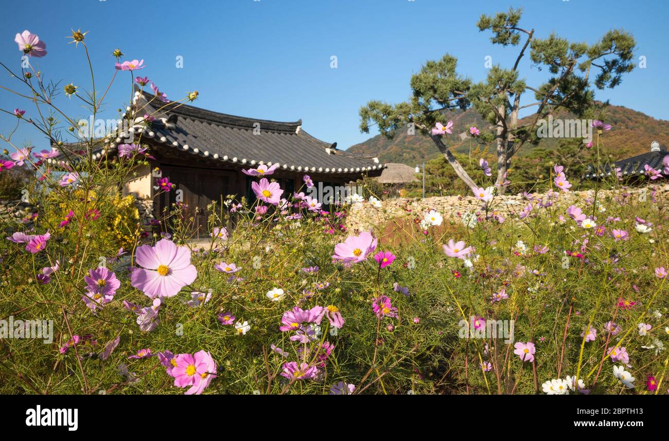 Traditional korean flowers hi-res stock photography and images - Alamy