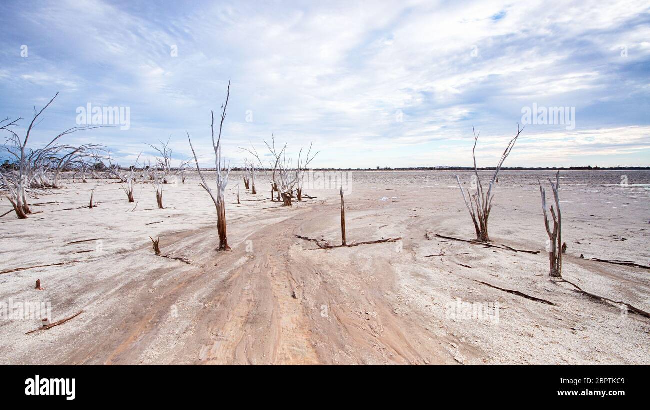 Dead trees at Yenyenning salt lakes in Western Australia Stock Photo ...
