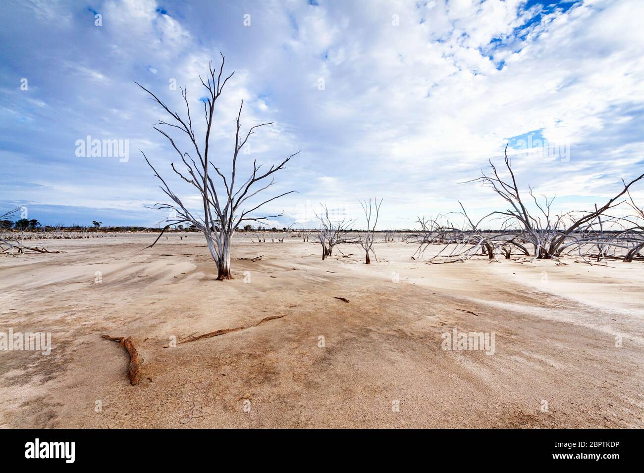 Dead trees at Yenyenning salt lakes in Western Australia Stock Photo ...