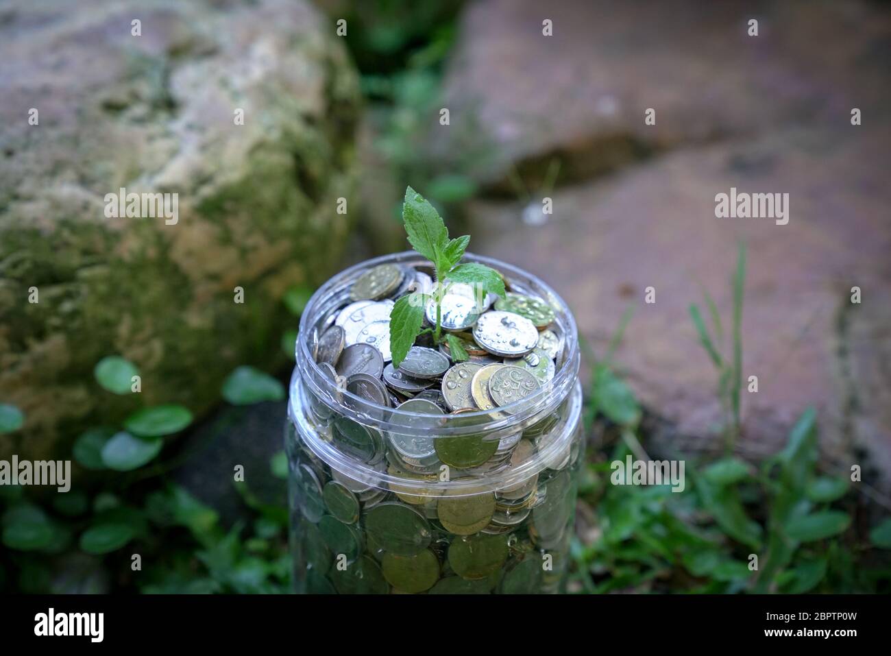 Plant gowing in pot of money or savings coins. Business growth or ...