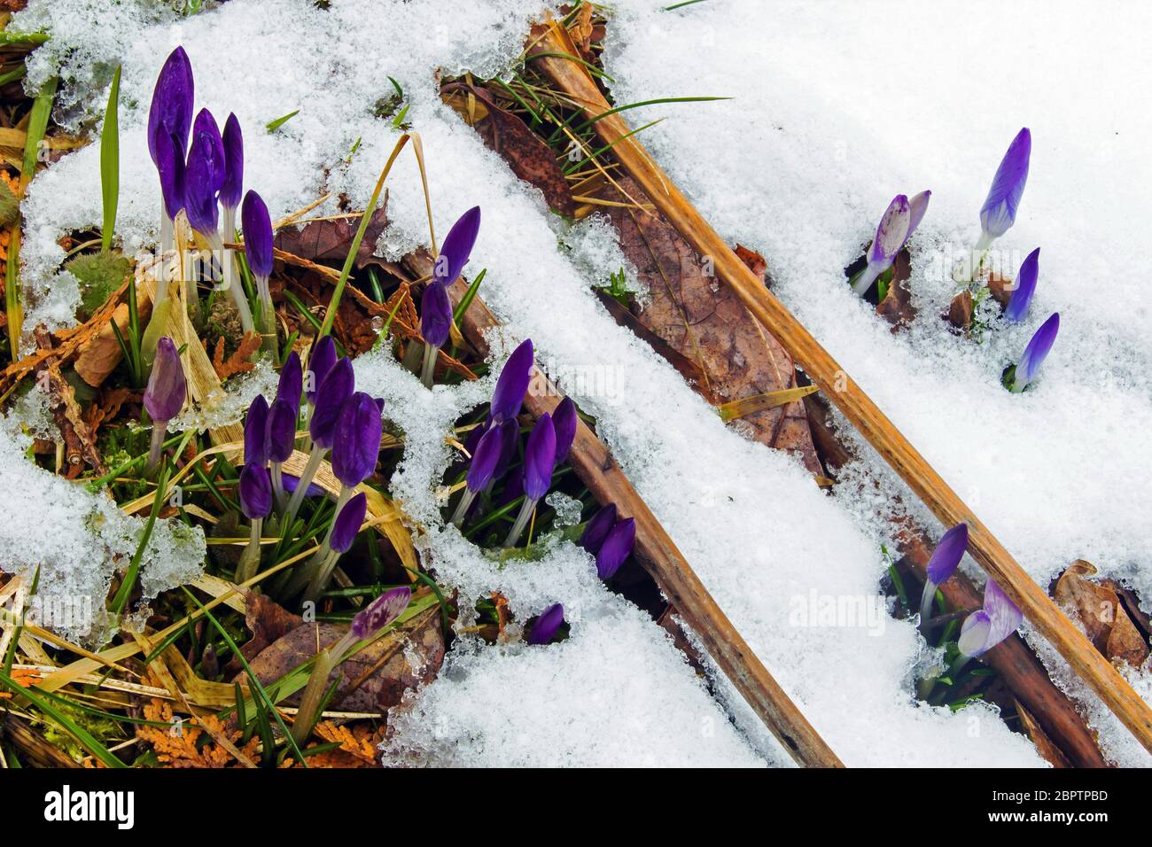 Rebirth through nature hi-res stock photography and images - Alamy
