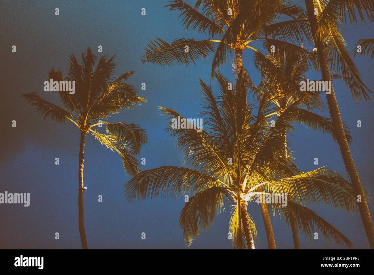 Coconut trees with sunset sky background on the beach in the night time ...