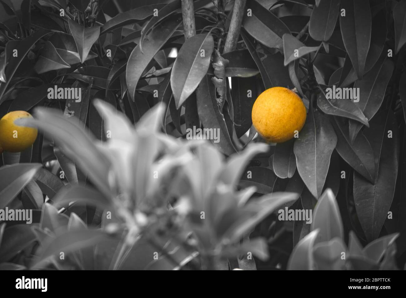 Naseberry hi-res stock photography and images - Alamy