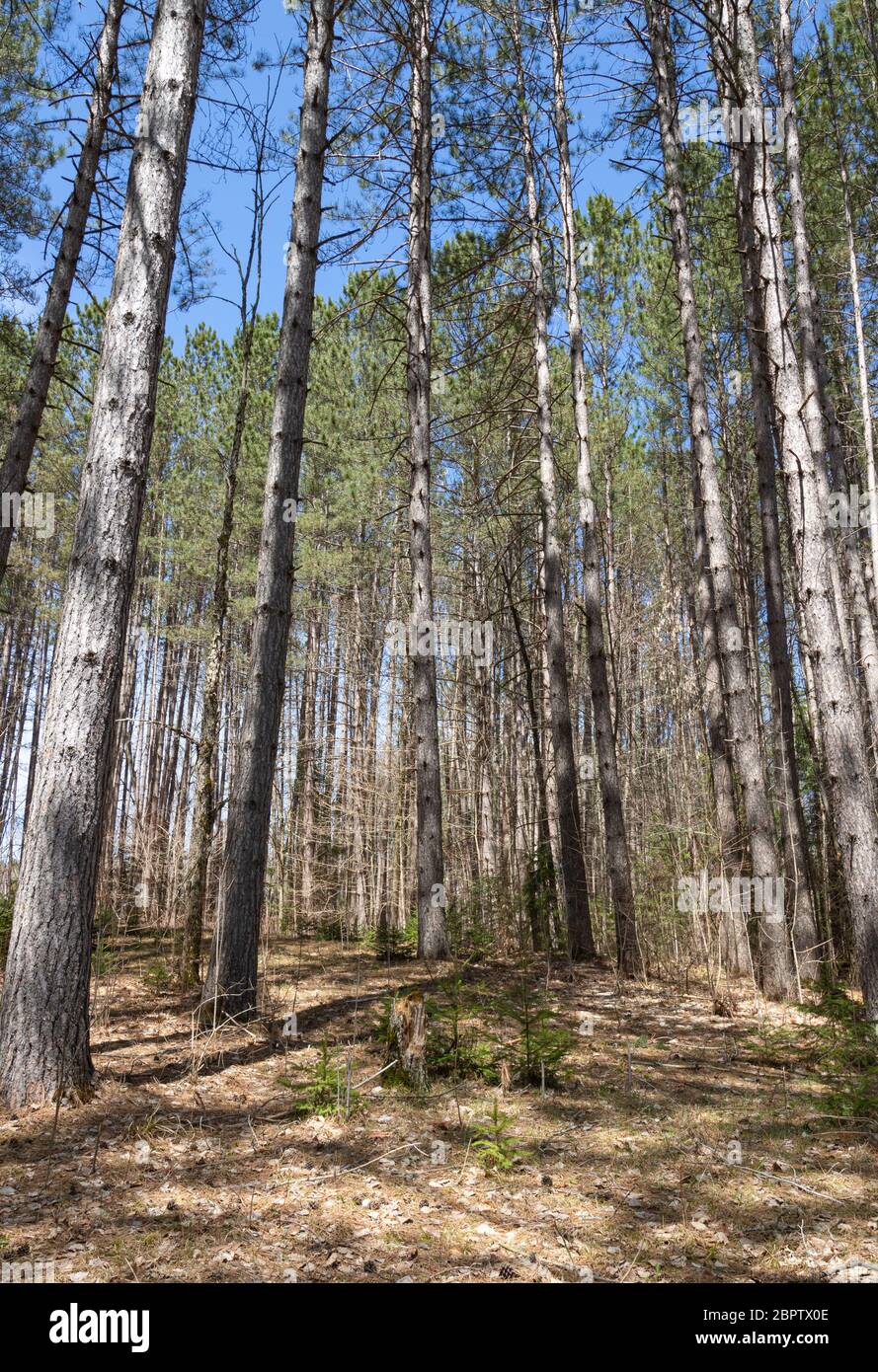 forest of a public nature reserve park in Huntsville Ontario Stock ...