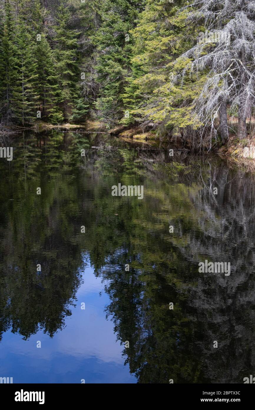 Forest scenery reflected in still blue water in spring in Muskoka Stock ...