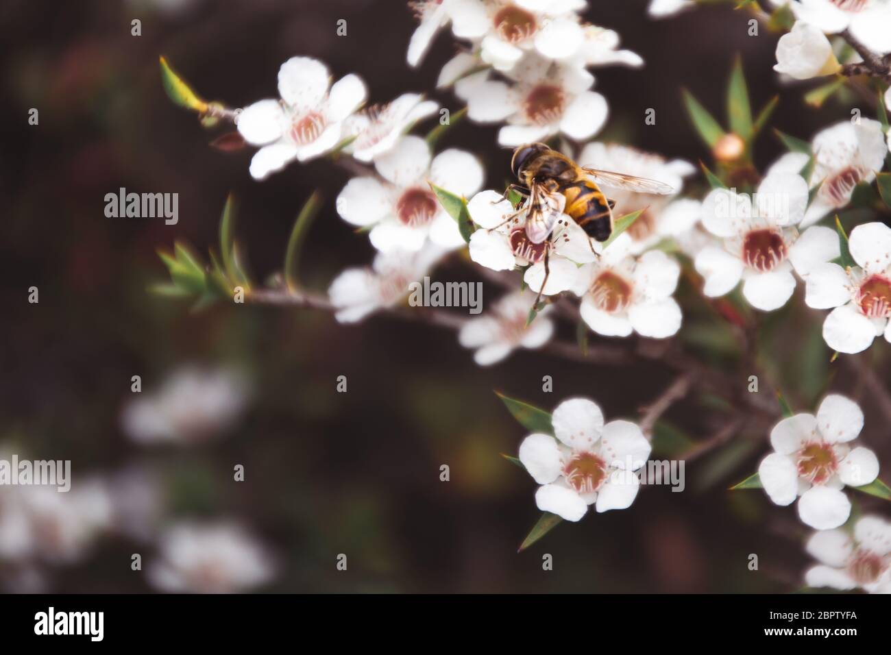 Bee in a white flower close up high definition and focus Stock Photo ...