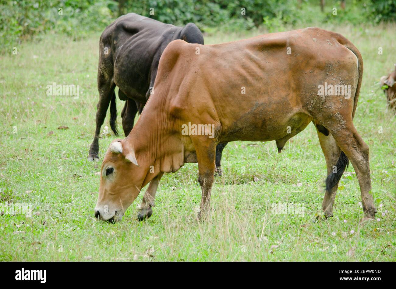 Cow eatting grass hi-res stock photography and images - Alamy