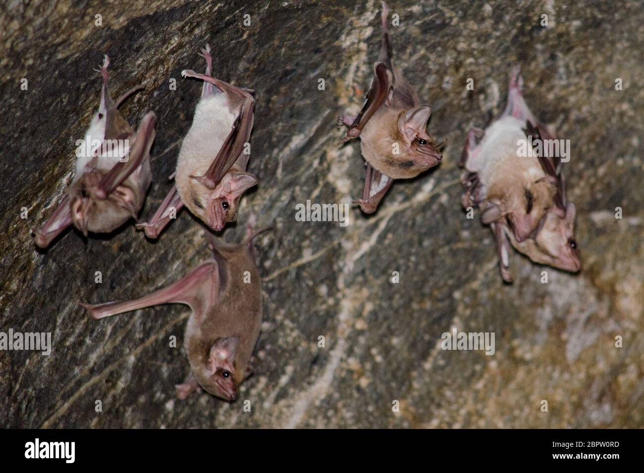 Bats are sleeping in the cave hanging on the ceiling period midday ...