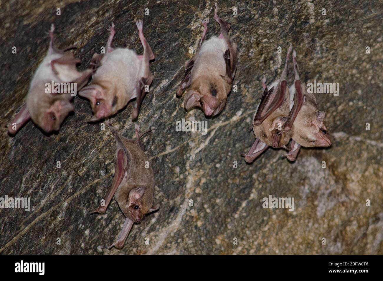 Bats on ceiling hi-res stock photography and images - Alamy