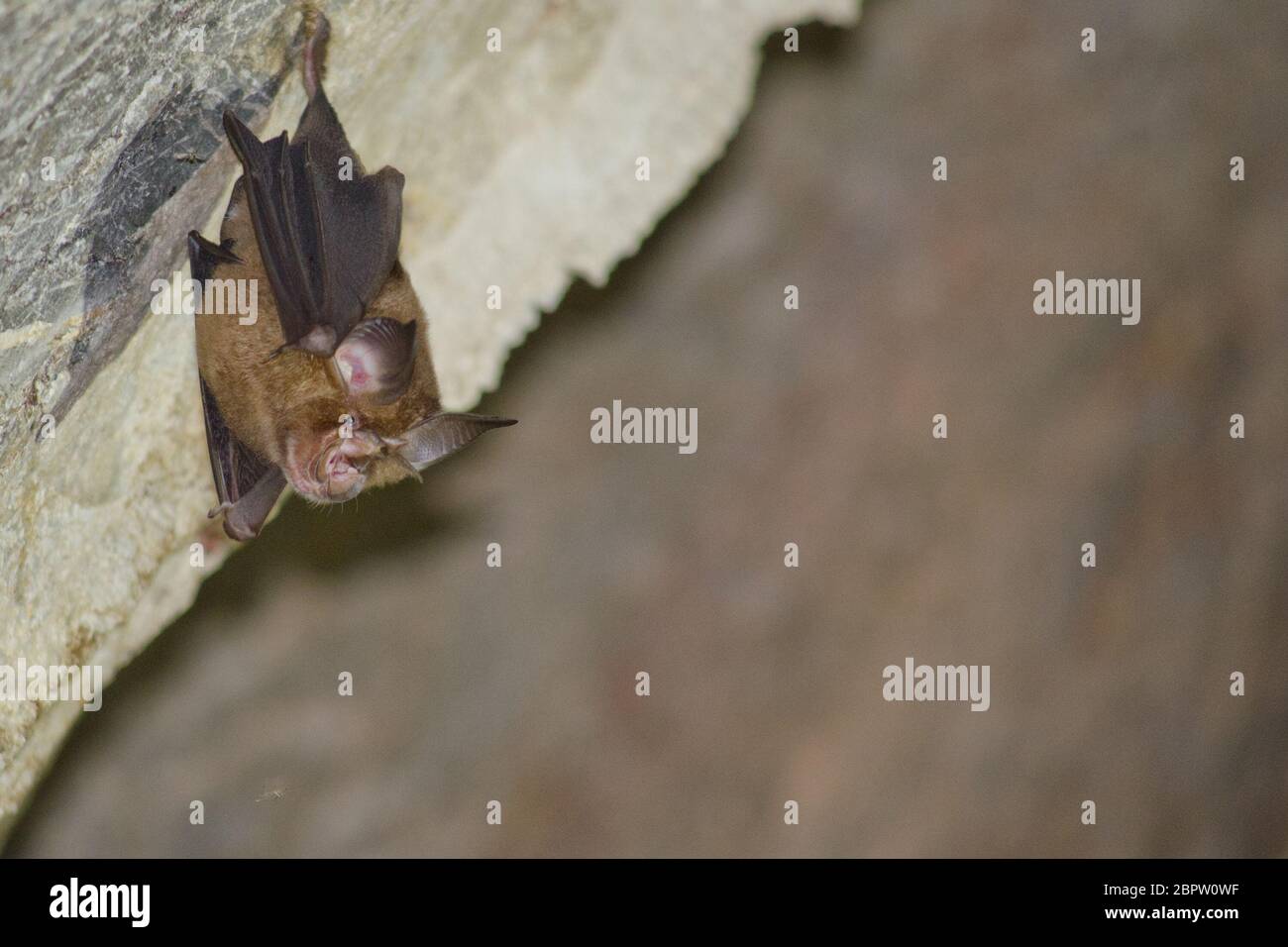 Bats On Ceiling High Resolution Stock Photography and Images - Alamy