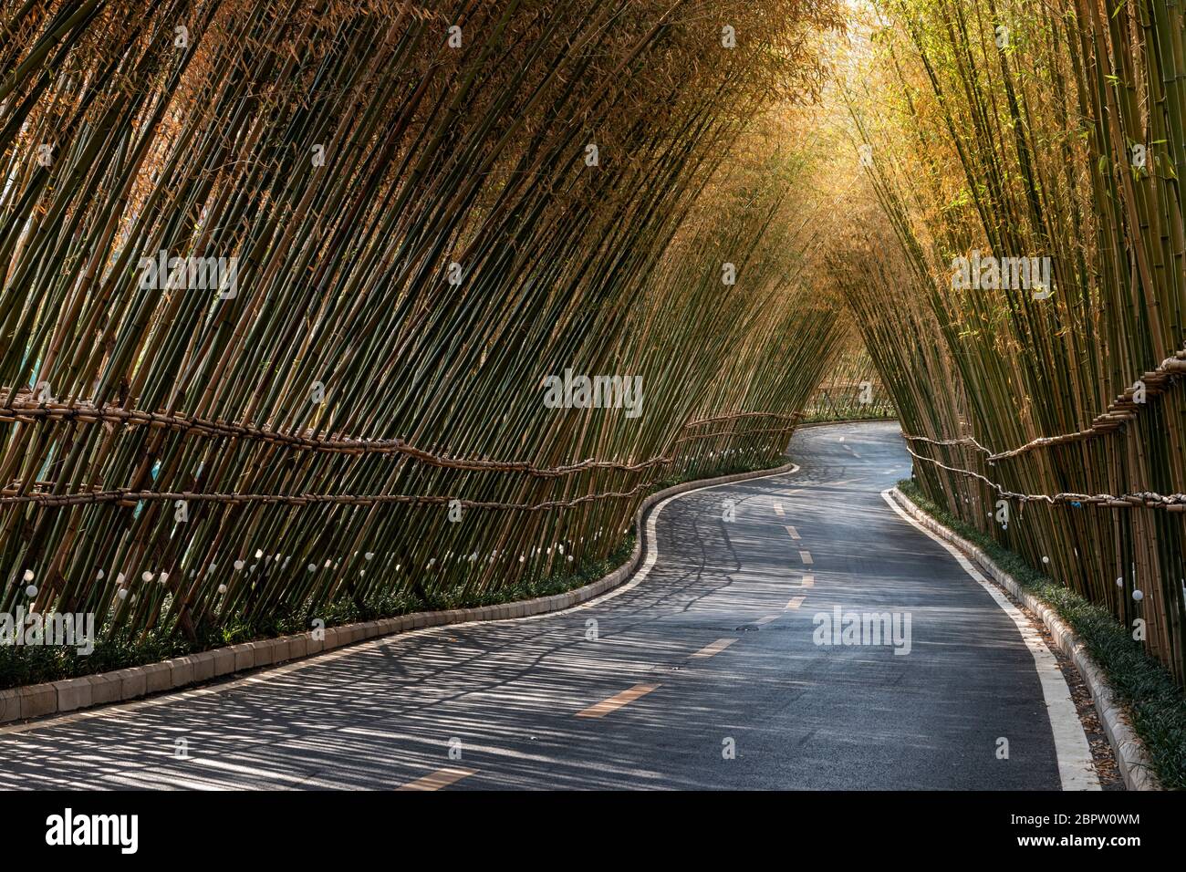 Bamboo Forest at sunset in China Stock Photo - Alamy