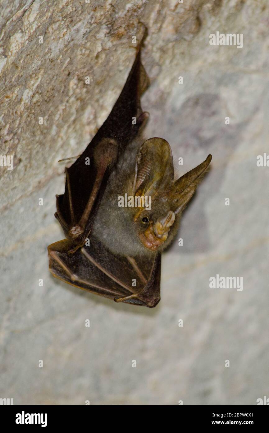 Bats On Ceiling High Resolution Stock Photography and Images - Alamy