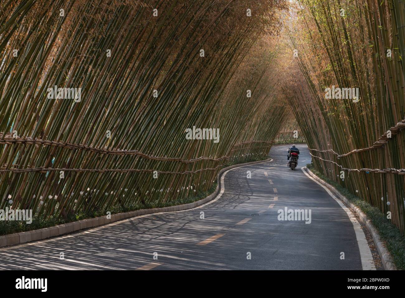 Bamboo Forest at sunset in China Stock Photo - Alamy