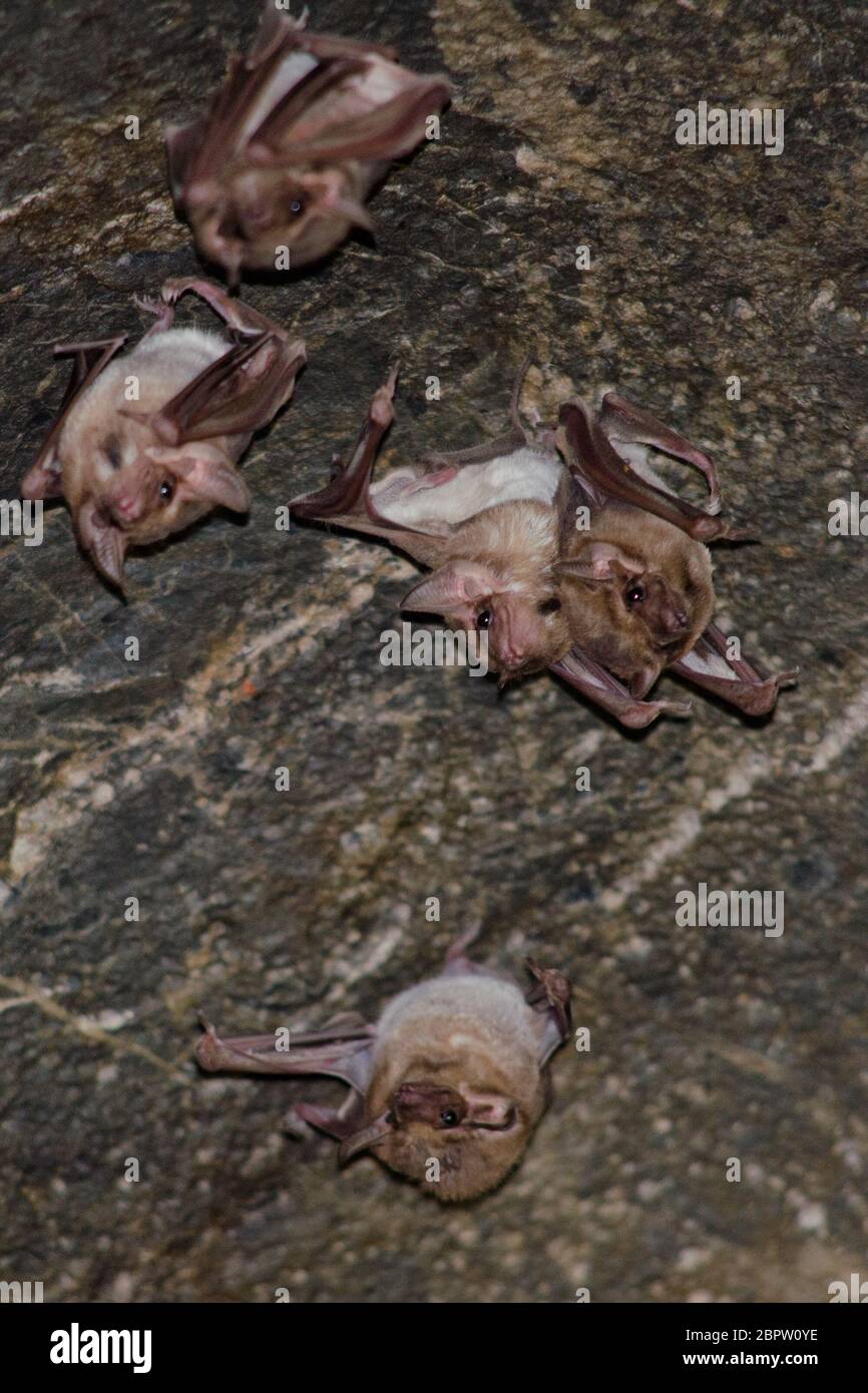 Bats on ceiling hi-res stock photography and images - Alamy