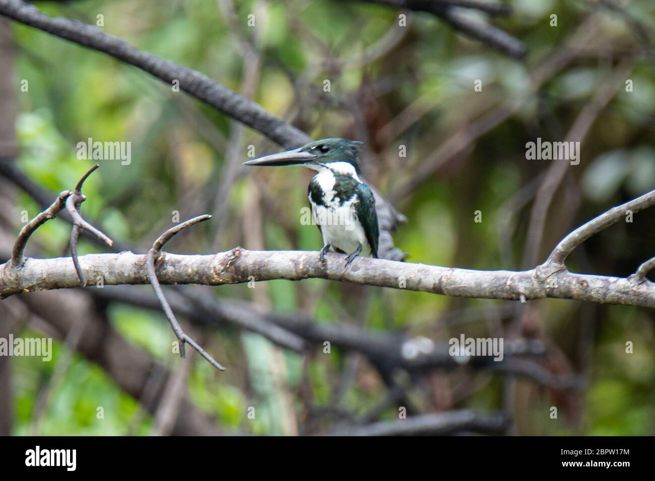Amazononia hi-res stock photography and images - Alamy