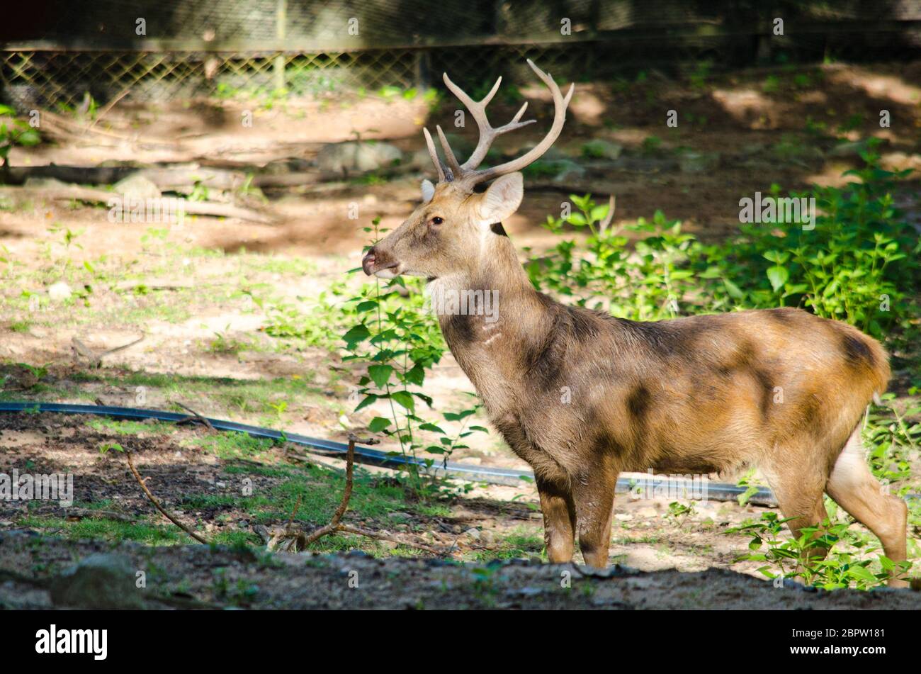 Endangered species of deer indigenous to southeast asia hi-res stock ...