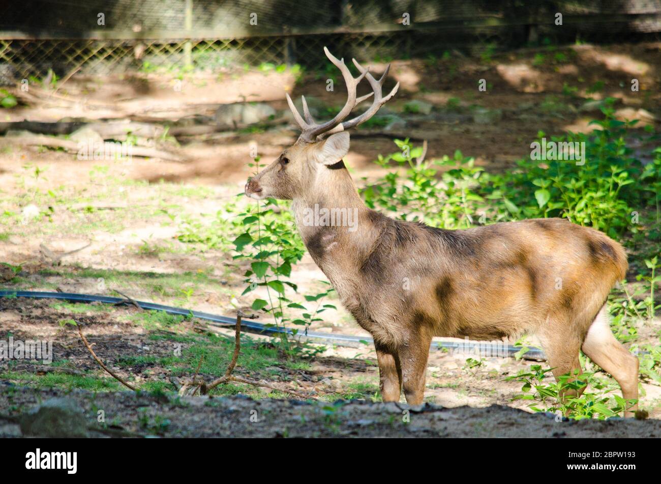 Eld's deer (Panolia eldii) also known as the thamin or brow-antlered ...