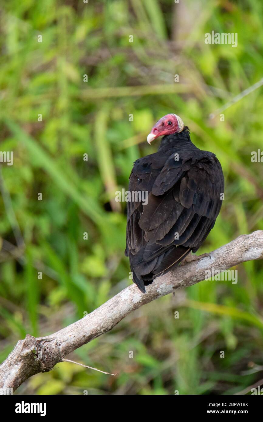 Turkey Vulture (Cathartes aura) in Peruvian Amazon Stock Photo - Alamy