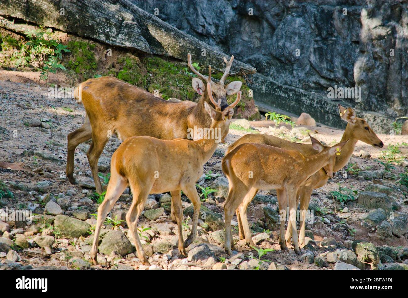 Endangered species of deer indigenous to southeast asia hi-res stock ...