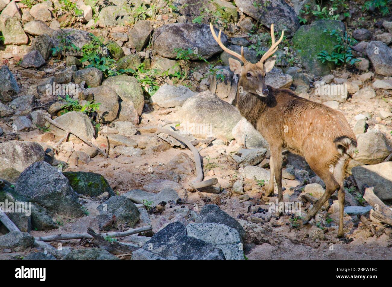Endangered species of deer indigenous to southeast asia hi-res stock ...
