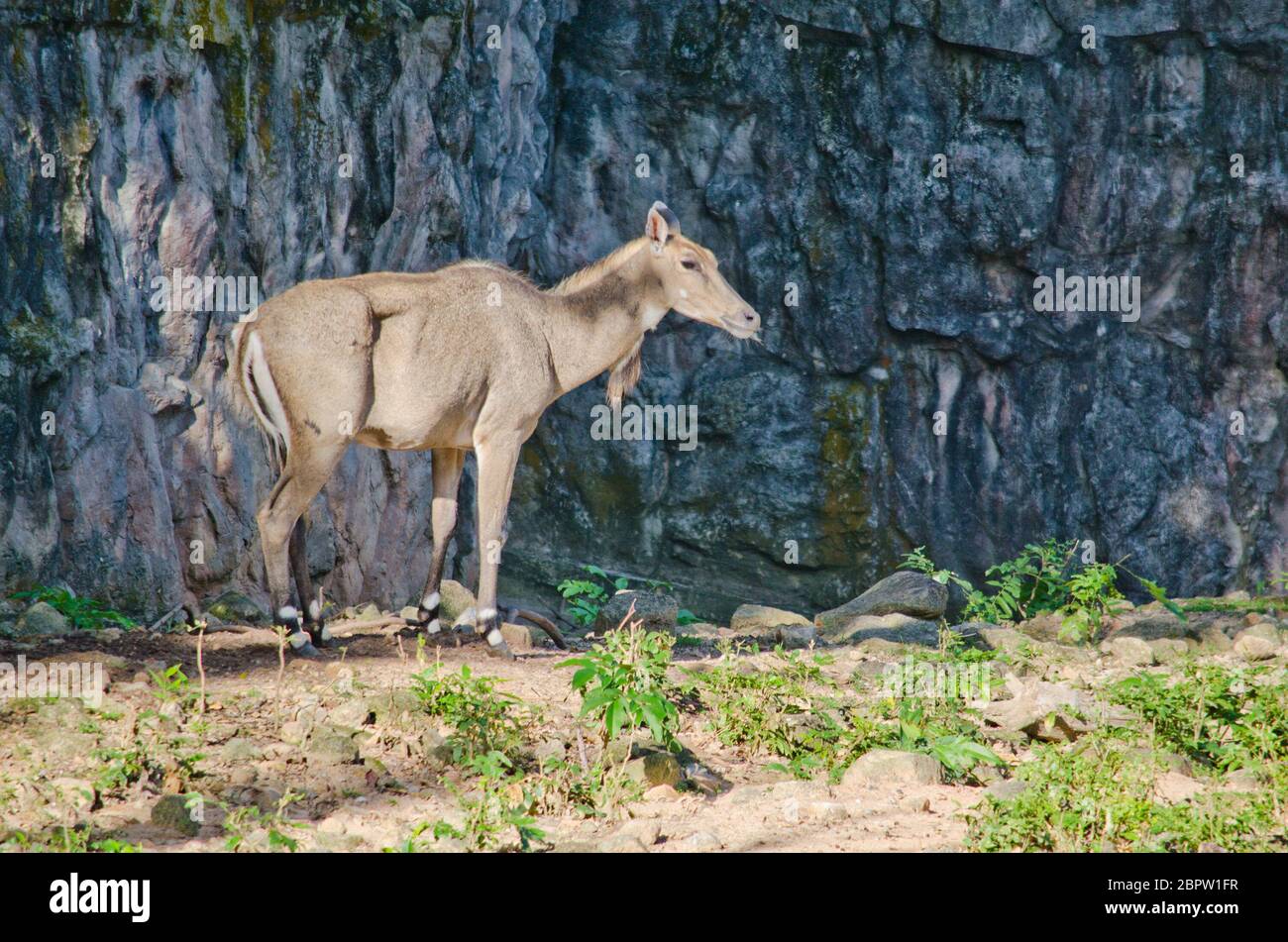 Eld's deer (Panolia eldii) also known as the thamin or brow-antlered ...