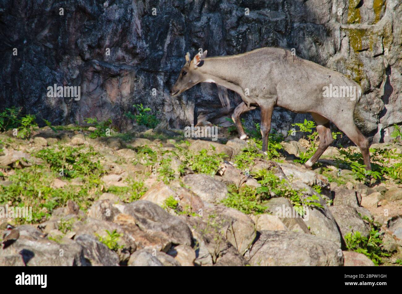 Endangered species of deer indigenous to southeast asia hi-res stock ...