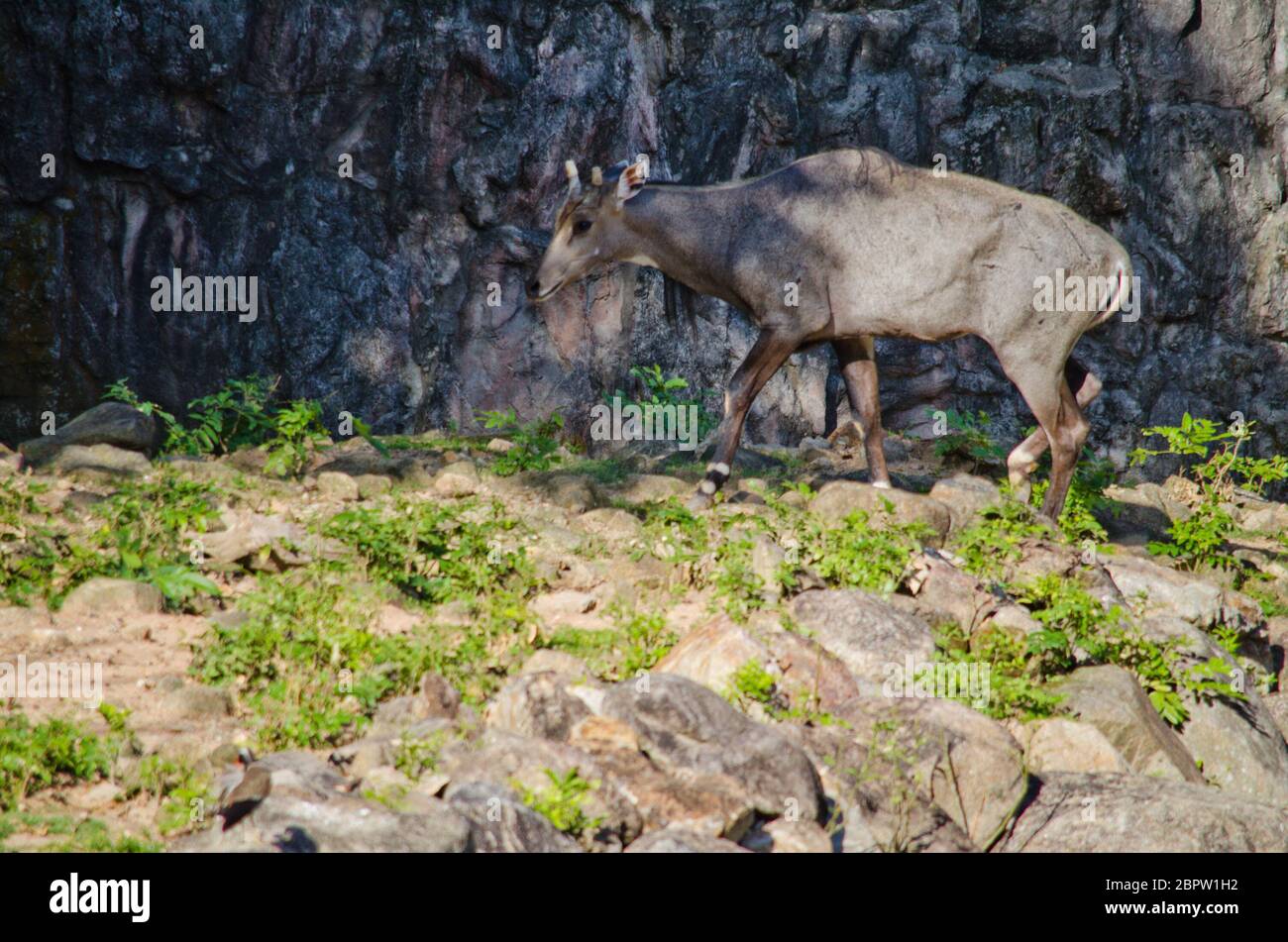 Endangered species of deer indigenous to southeast asia hi-res stock ...