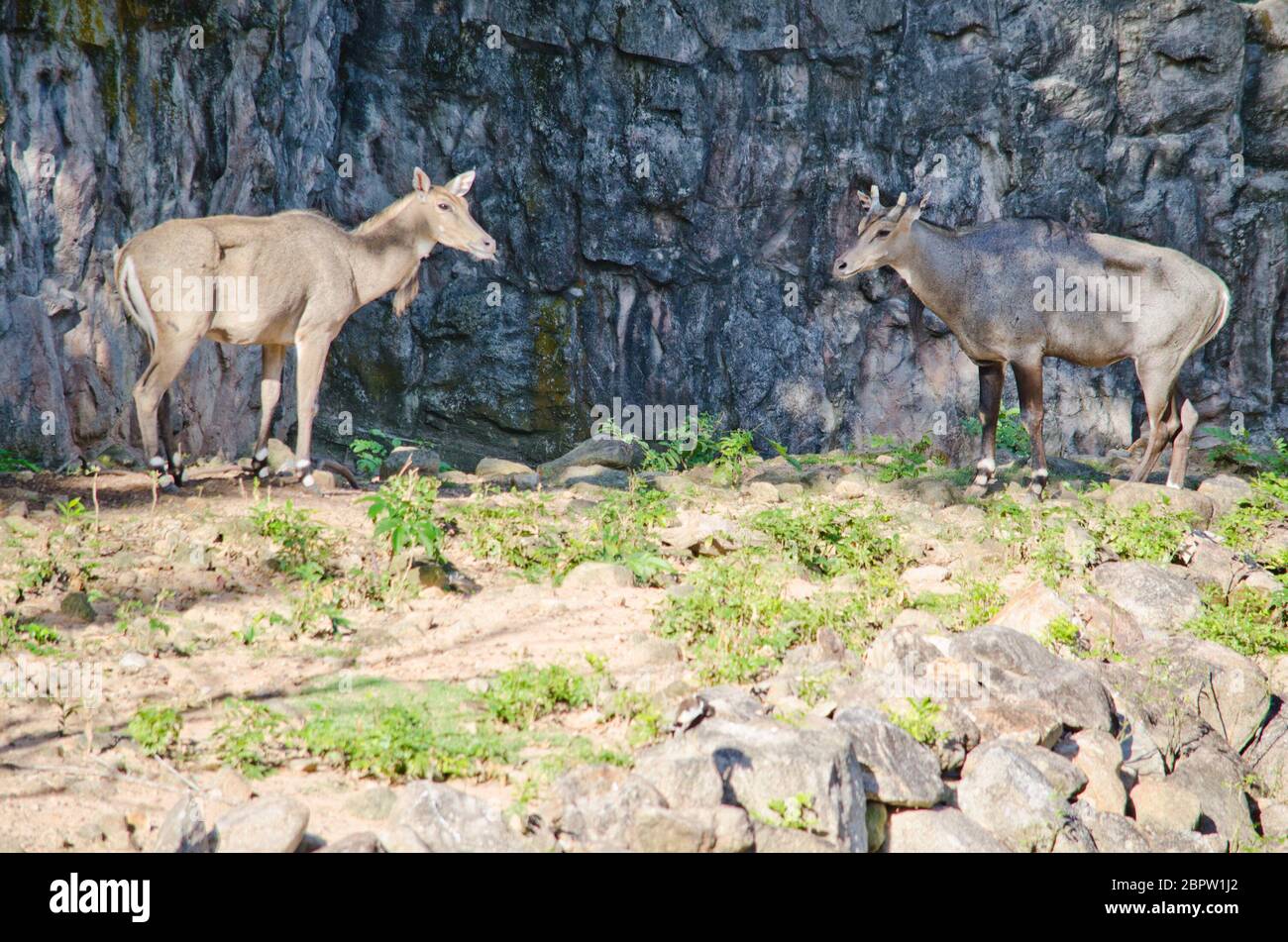 Endangered species of deer indigenous to southeast asia hi-res stock ...