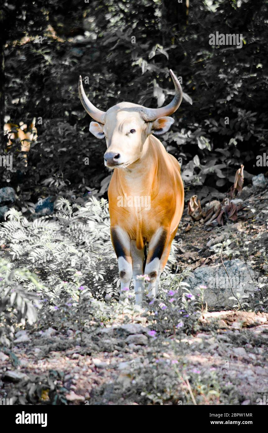 Guar cow hi-res stock photography and images - Alamy