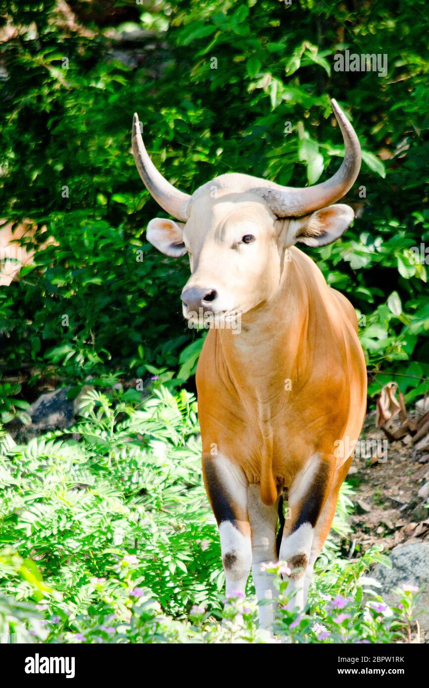 Banteng was in Red List of Threatened Species in Endangered species in ...