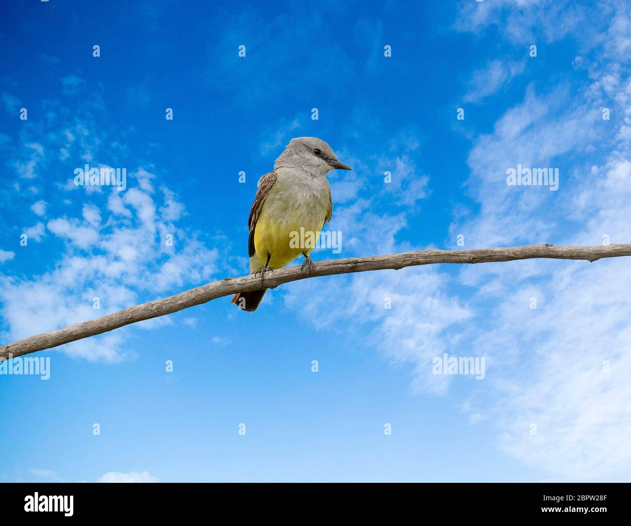 Western Kingbird (Tyrannus verticalis )perched on a branch tree in ...