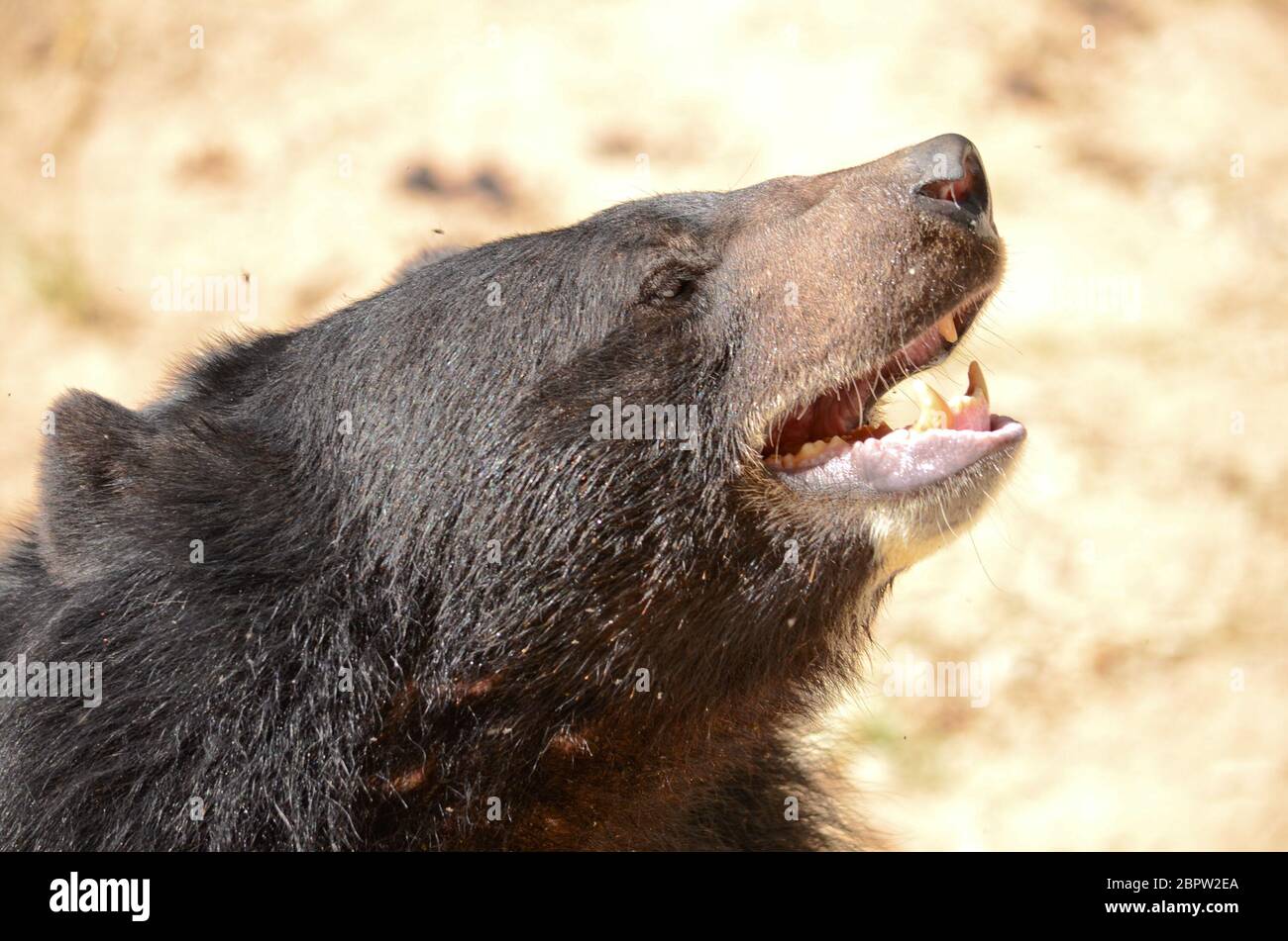 Black Bear is dangerous species in forest ,thailand and it live ...