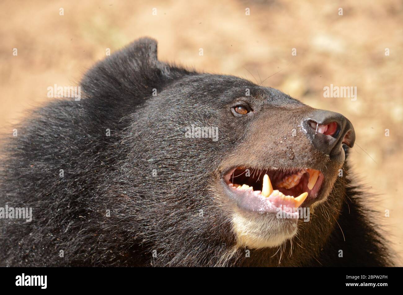 Black Bear is dangerous species in forest ,thailand and it live ...