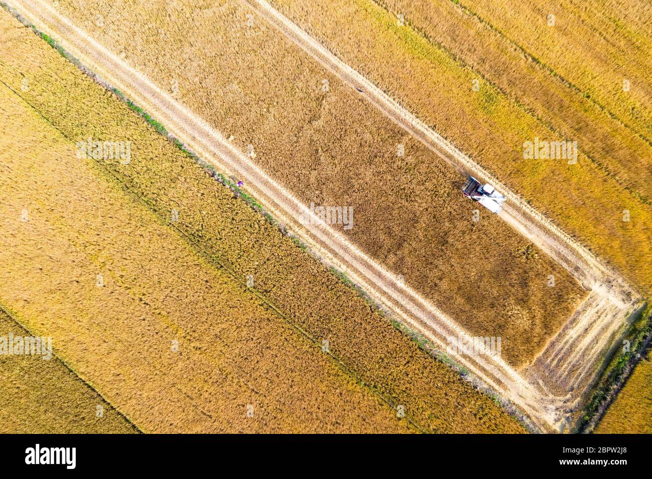 Xiangfan, China. 19th May, 2020. The farmers are reaping wheat in the field in Xiangfan, Hubei ...