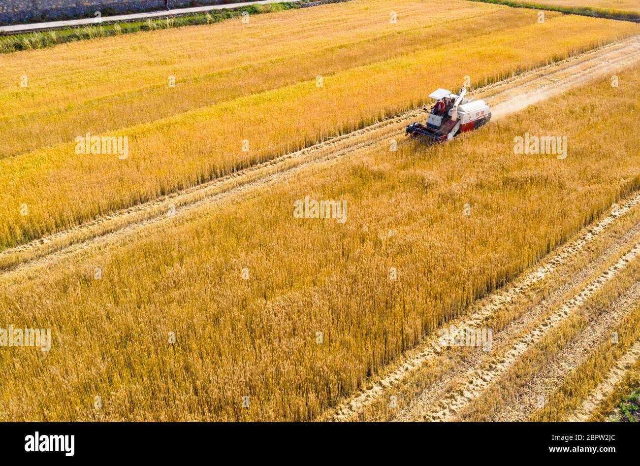 Xiangfan, China. 19th May, 2020. The farmers are reaping wheat in the ...