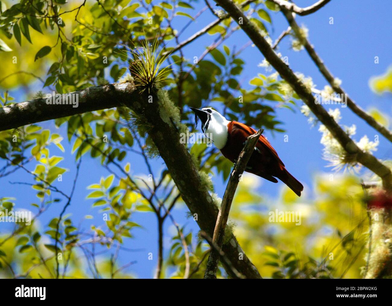 Three-wattled Bellbird, Procnias tricarunculatus, in Volcan Baru ...