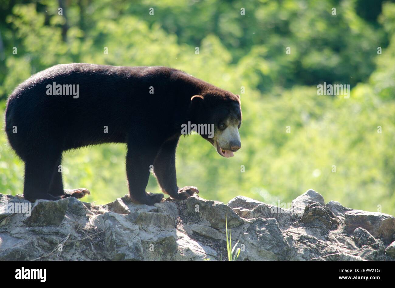 malayun sun bear is dangerous species in forest ,thailand and it have ...