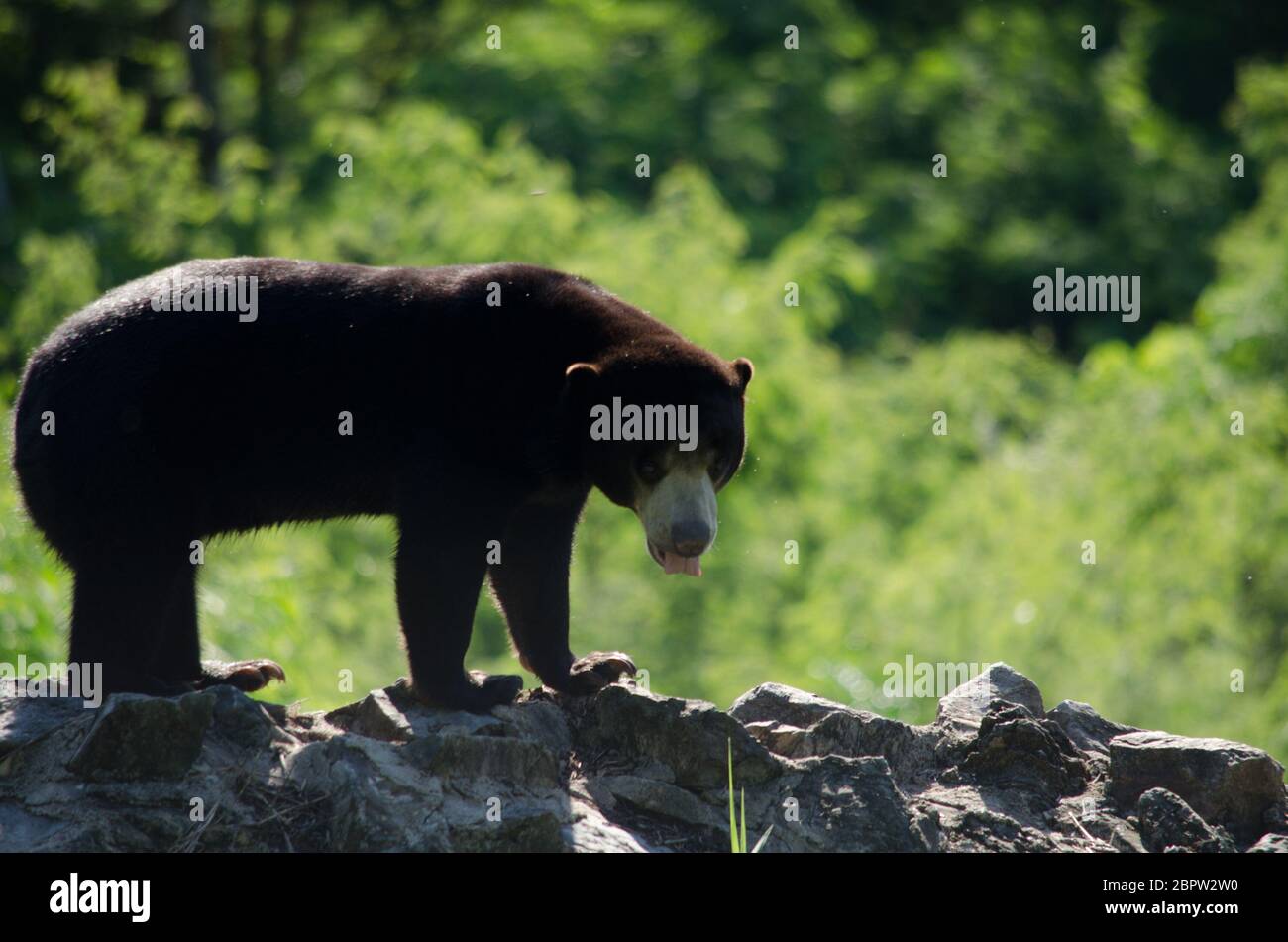 malayun sun bear is dangerous species in forest ,thailand and it have ...
