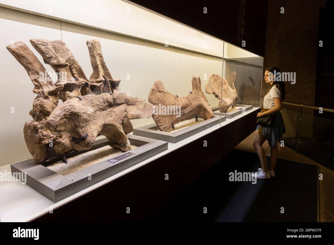 Fossil excavation hi-res stock photography and images - Alamy